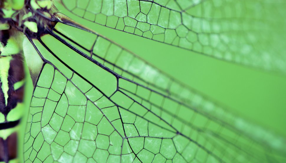 Systems & Solutions | Dragonfly Intelligence